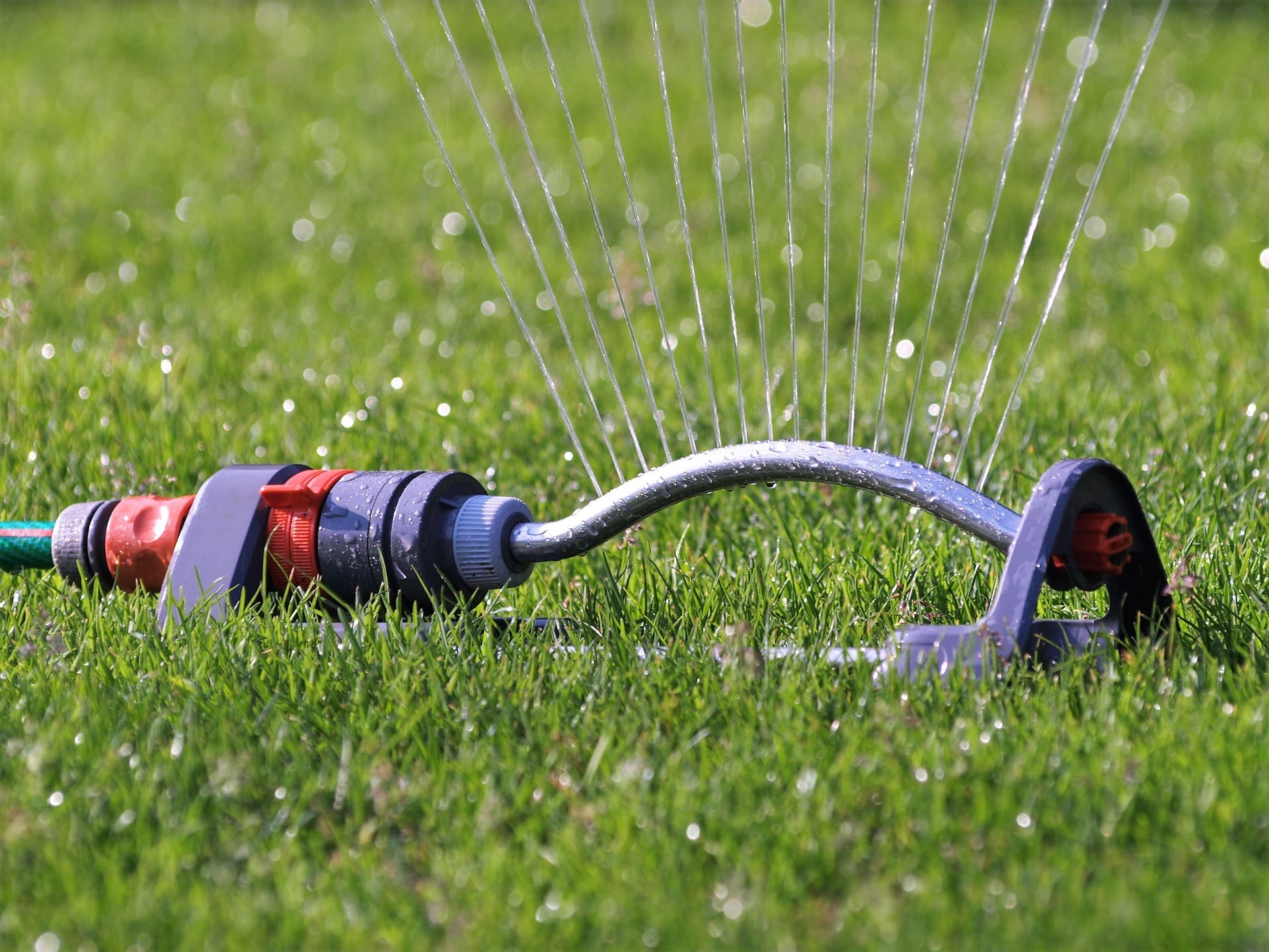Summer Lawns Q A summer-lawns-q-a